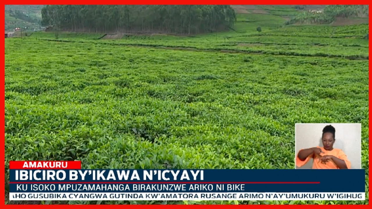 Icyayi cy’u Rwanda gikomeje kuzamuka ku isoko mpuzamahanga - YouTube