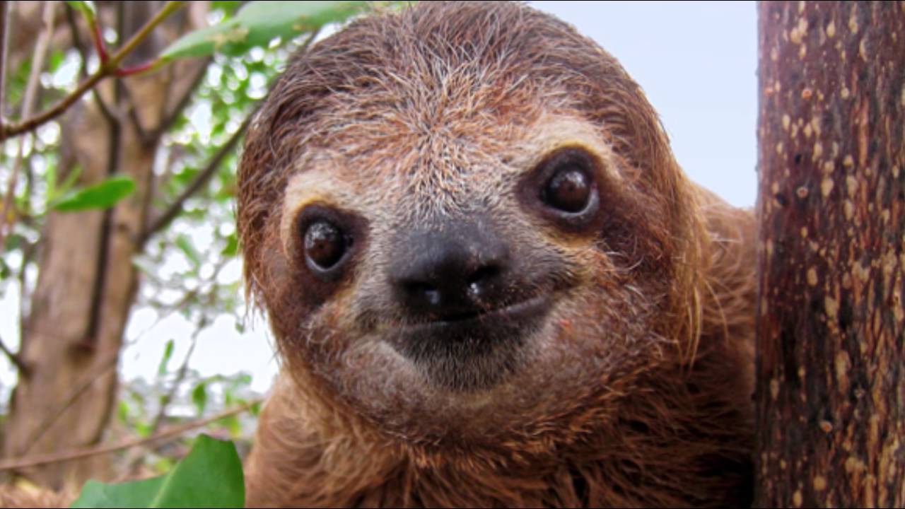 HOT GIRL plays with a sloth - YouTube