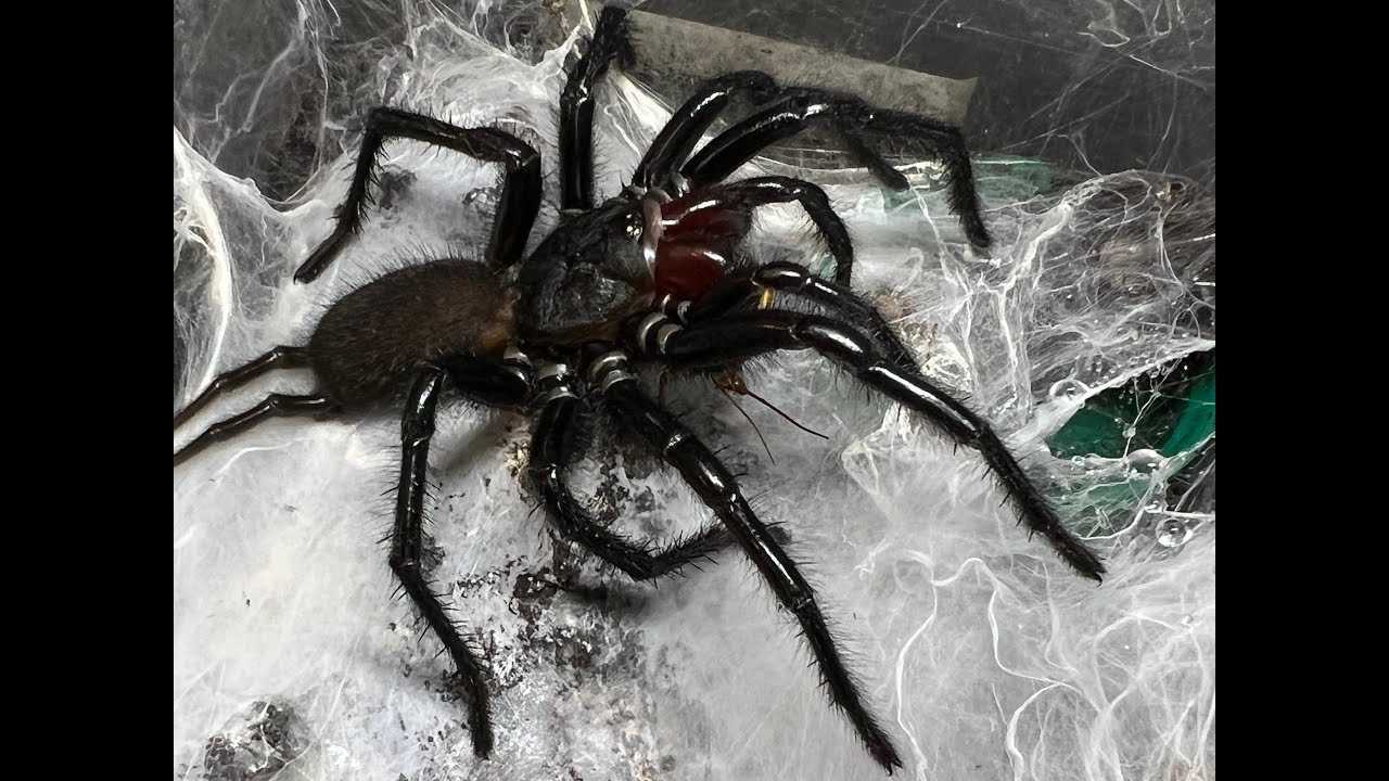 Rehousing Funnel Webs , Curtain Webs , and the L fallax - YouTube