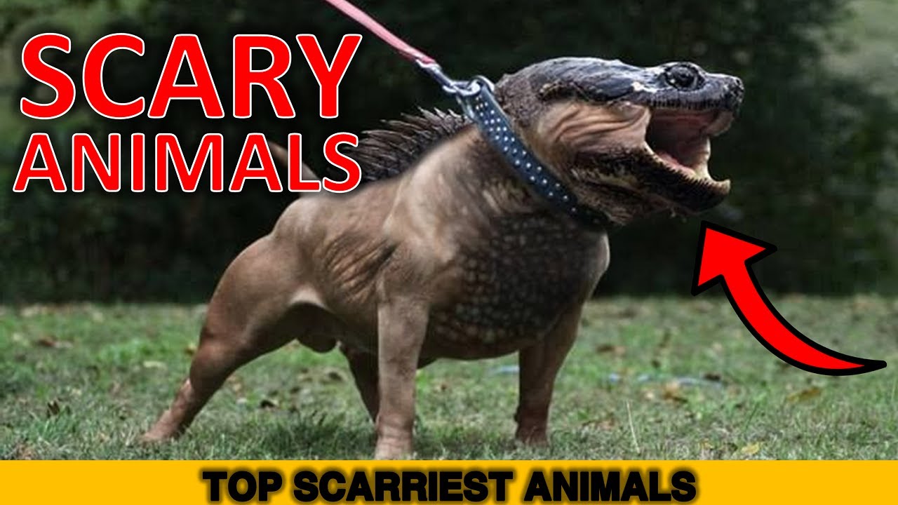 Top 5 Scariest Animals In The World YouTube top-5-scariest-animals-in-the-world-youtube