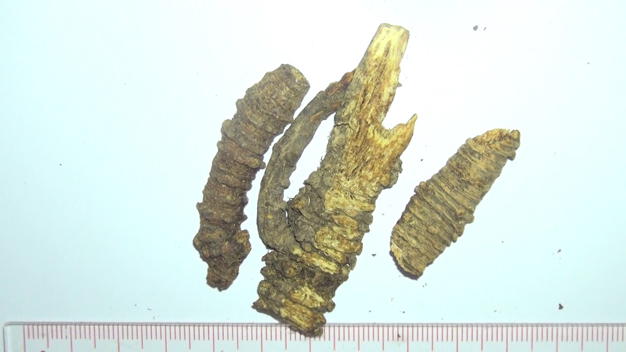 羌活 @ 中藥材展示與記錄 - Notopterygium incisum - Chinese Materia Medica ...