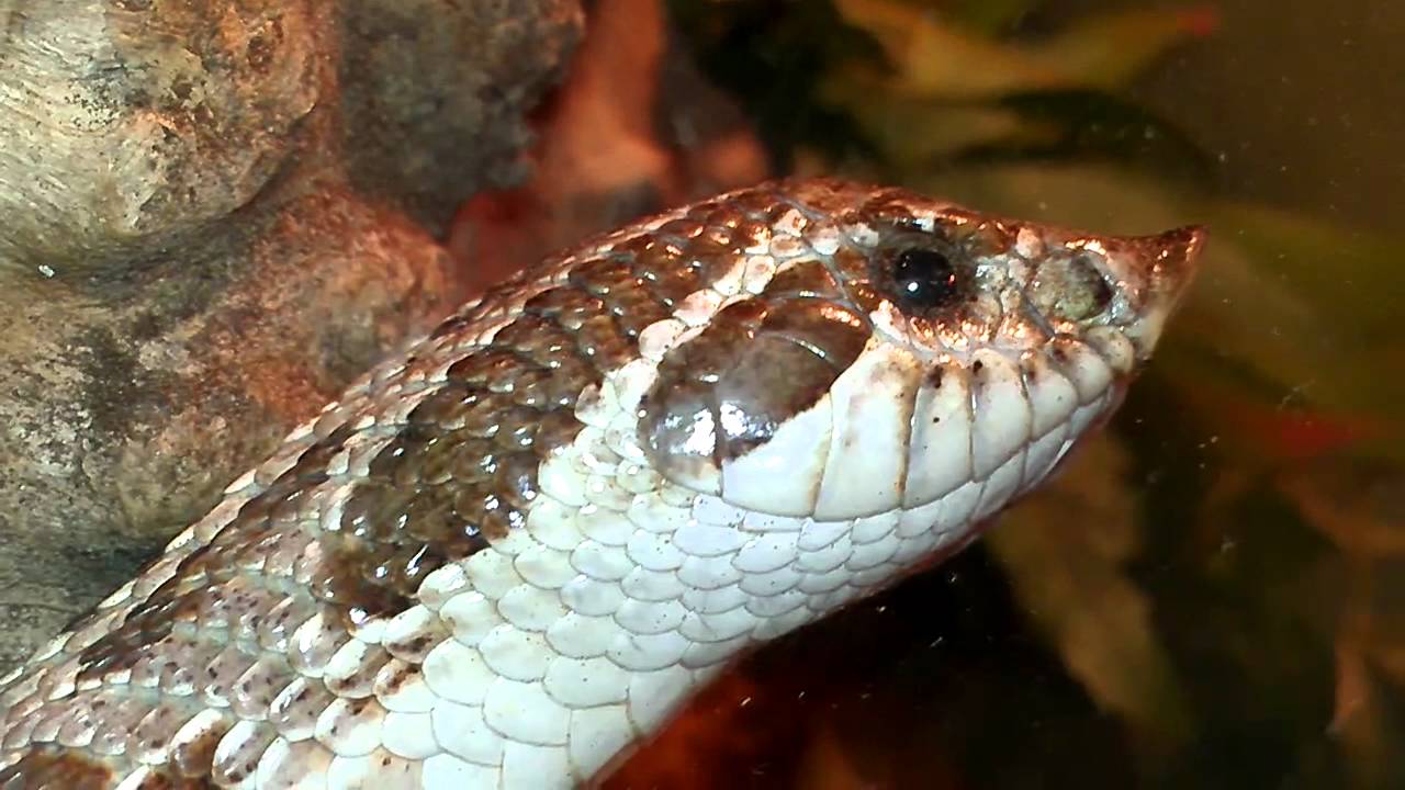 Hognose Snake Up Close - YouTube