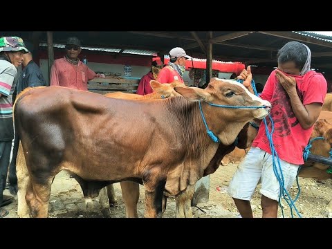 Kasihan Pak De !! Bakule Nangis Sapi Gak Laku !! Pasar Sapi Kerek - YouTube