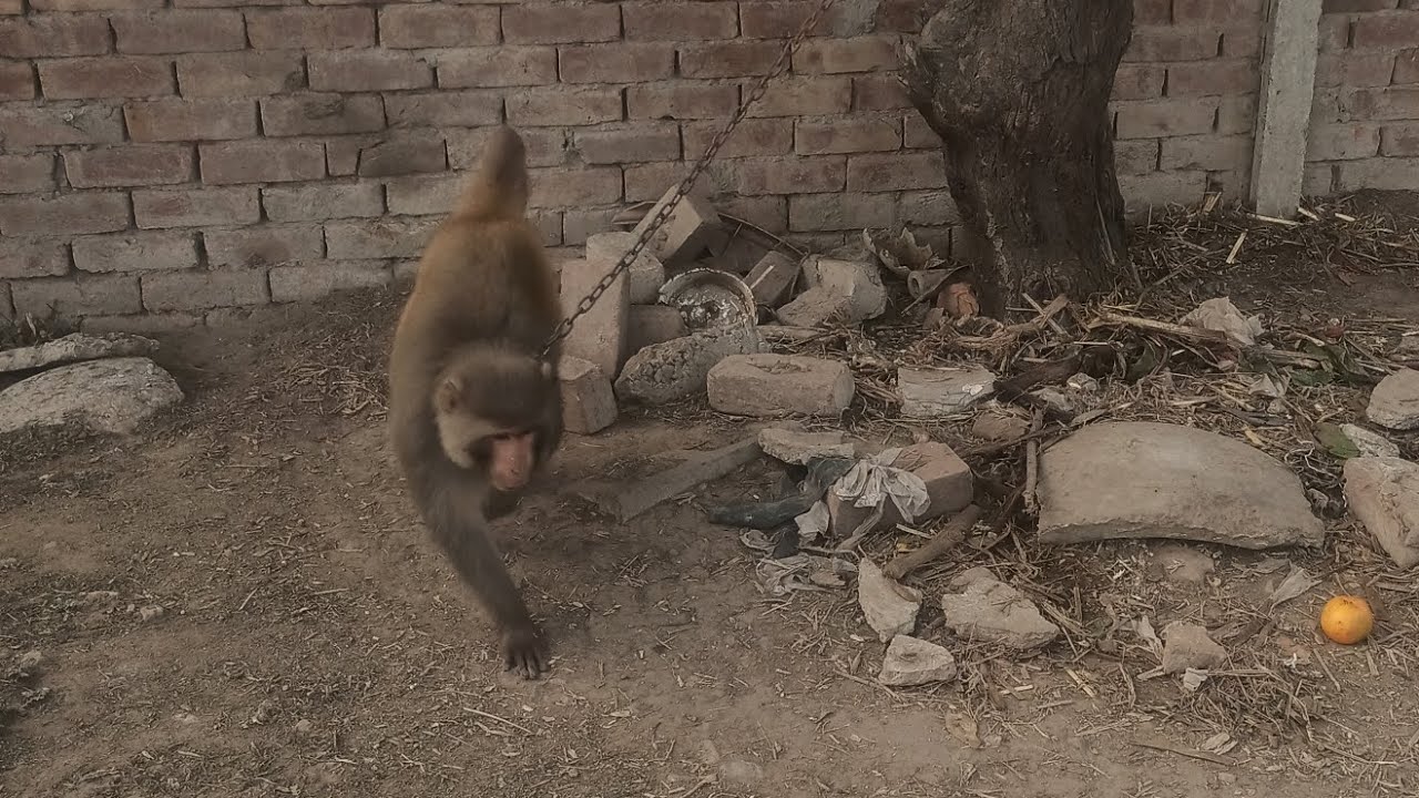 pk monkey bandar ko ghusa a gya - YouTube