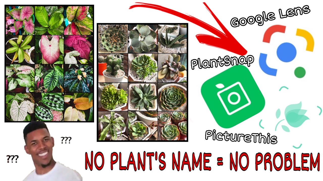 Identify the Names of Plants Using Google Lens & Other Apps ( Easy and ...