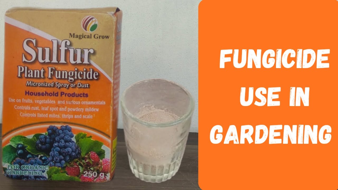 Fungicide use in gardening || Sulfar fungicide || Sulfar benefits ...