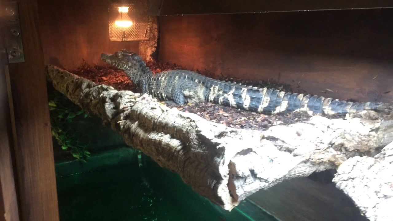 Amelia my Dwarf Caiman - YouTube