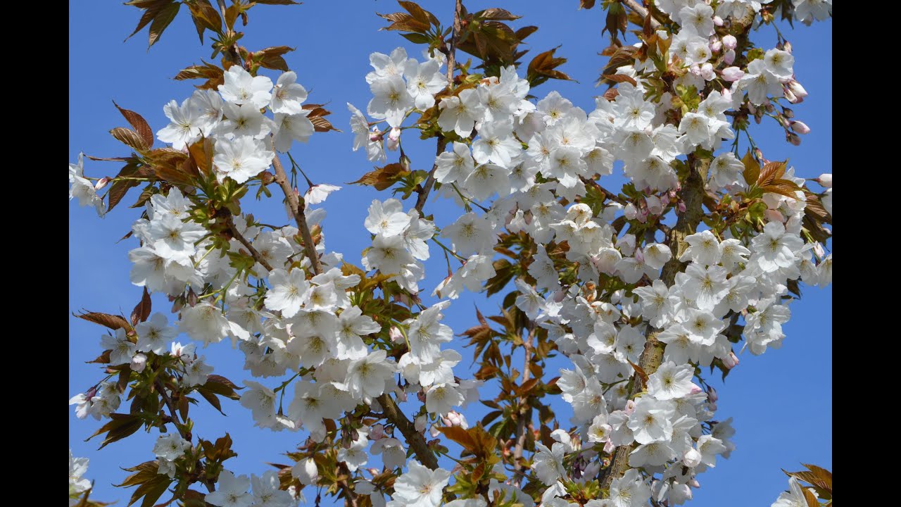 Prunus 'Taihaku' (Great White Cherry) - 7/8 year old specimen - YouTube
