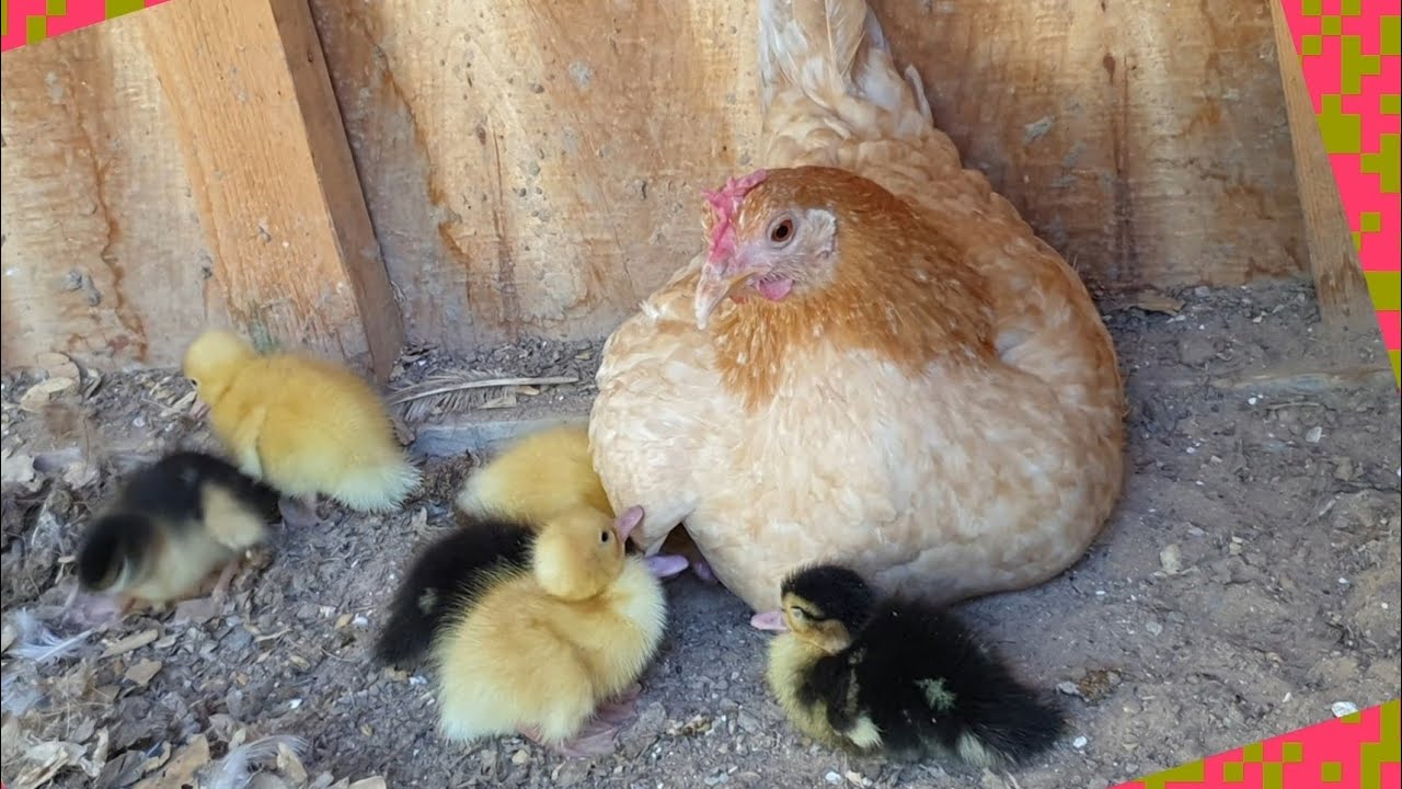 hen hatching duck eggs and caring ducklings - YouTube