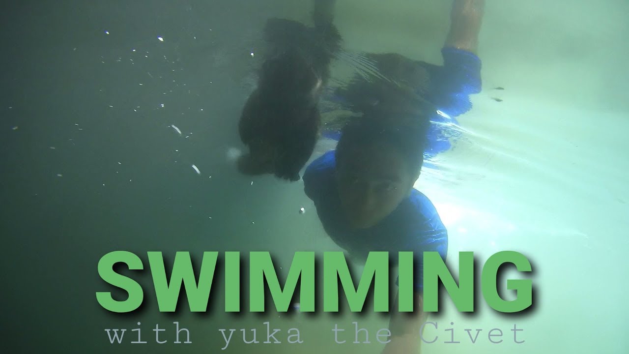 Berenang di Sumber bareng Yuka si Musang ~ Swim in the Spring with Yuka ...