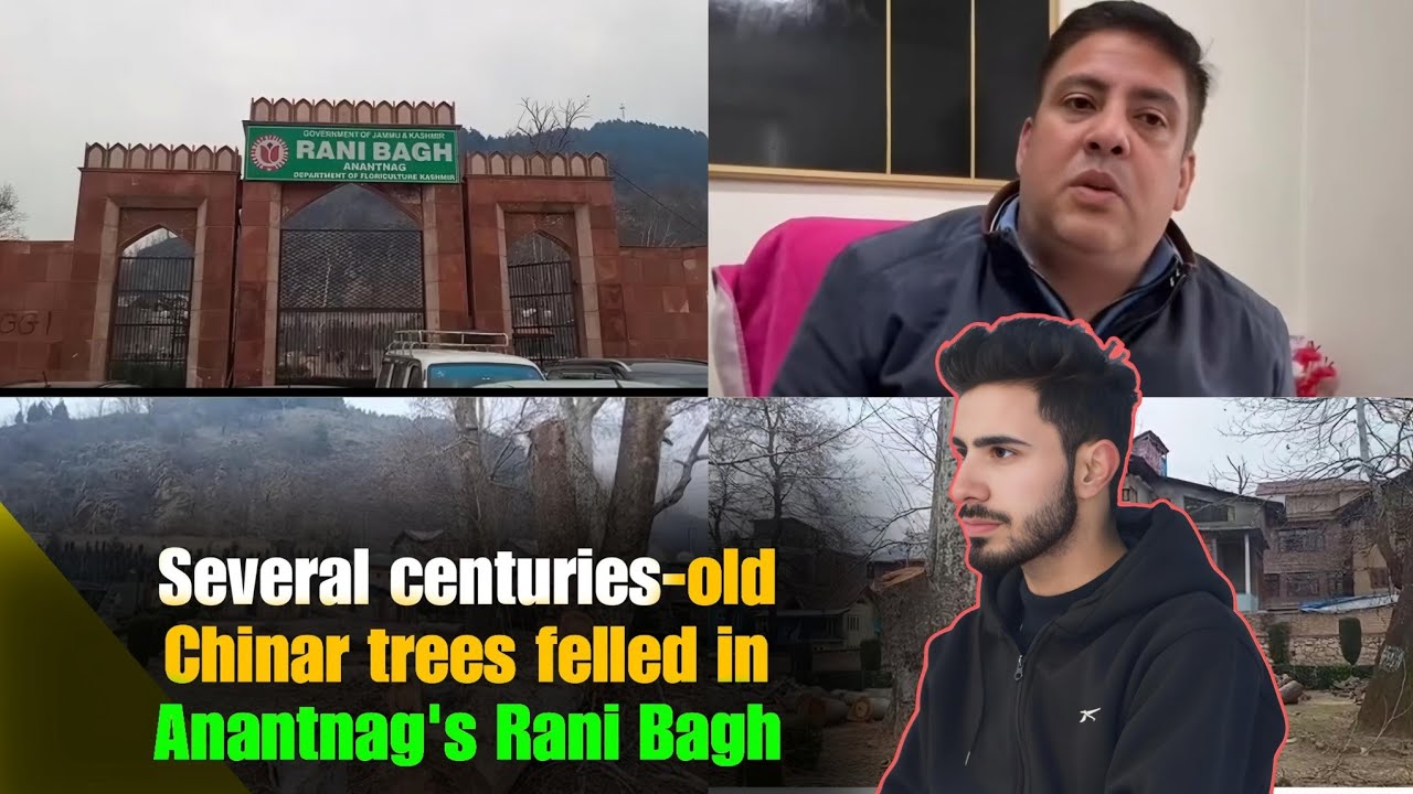 dry chinar branches that were endangering visitors' lives were chopped ...