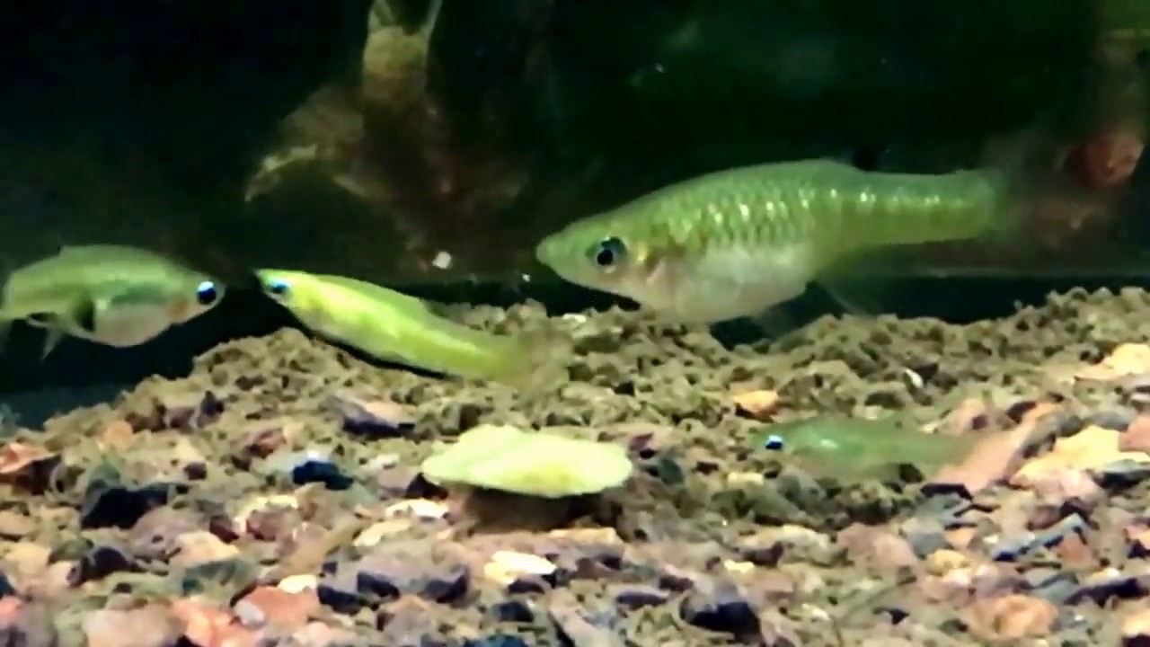 Girardinus metallicus eating Repashy community plus gel for breakfast ...