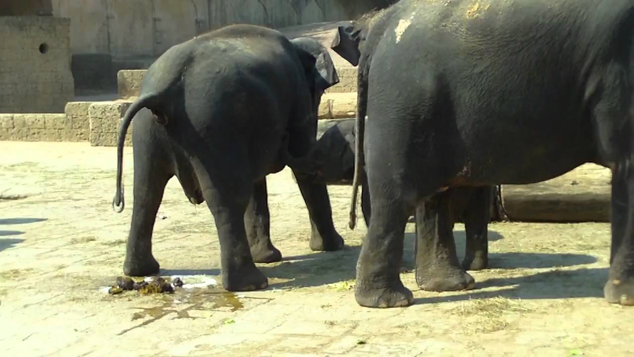 Elephant Piss 3 - YouTube
