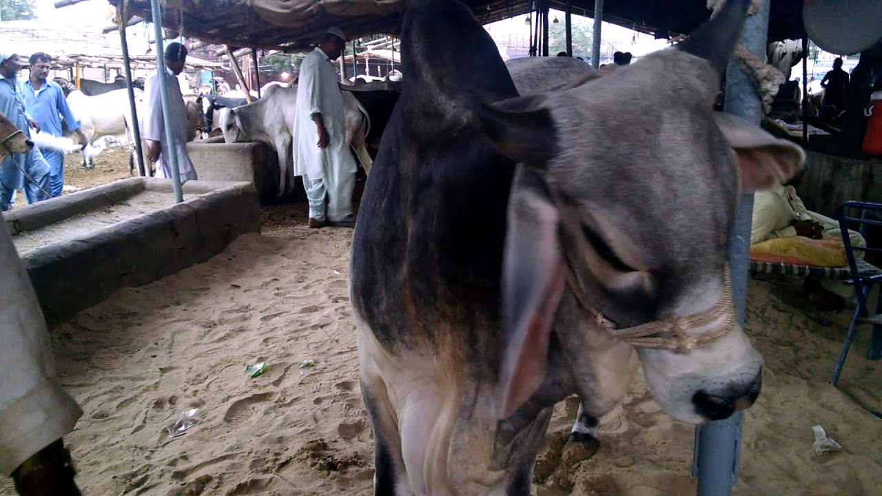 Pure thari bull for 2019 (pakka kheera) - YouTube