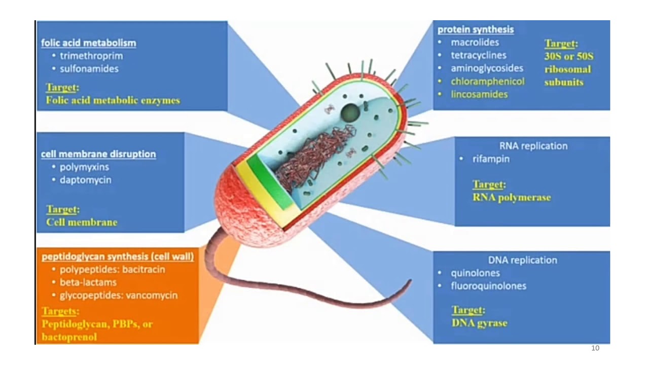 Mechanism of Action of Antibacterial Drugs - YouTube