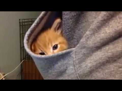 Kitten in my pocket - YouTube