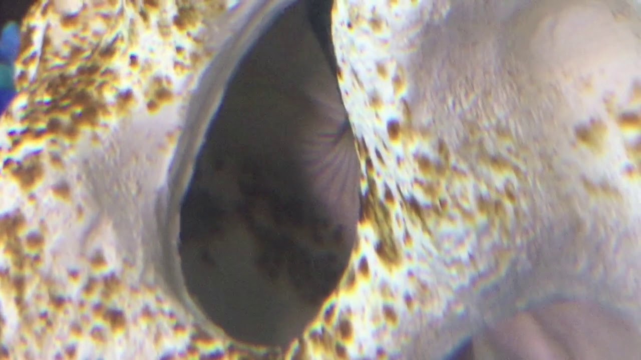 Zebra Convict Cichlid Fry - YouTube