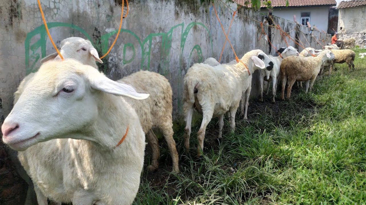20 Ekor Bunting Semua, Lapak Domba Mas Nanda Pasar Hewan Ngadirejo ...