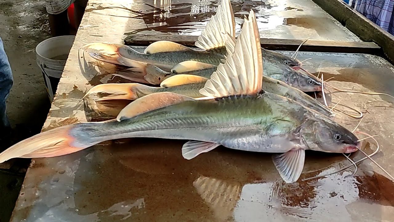 জেলেরা সবাই মাছ নিয়ে সুরেশ্বর আড়তে | biggest fish market | Padma ...