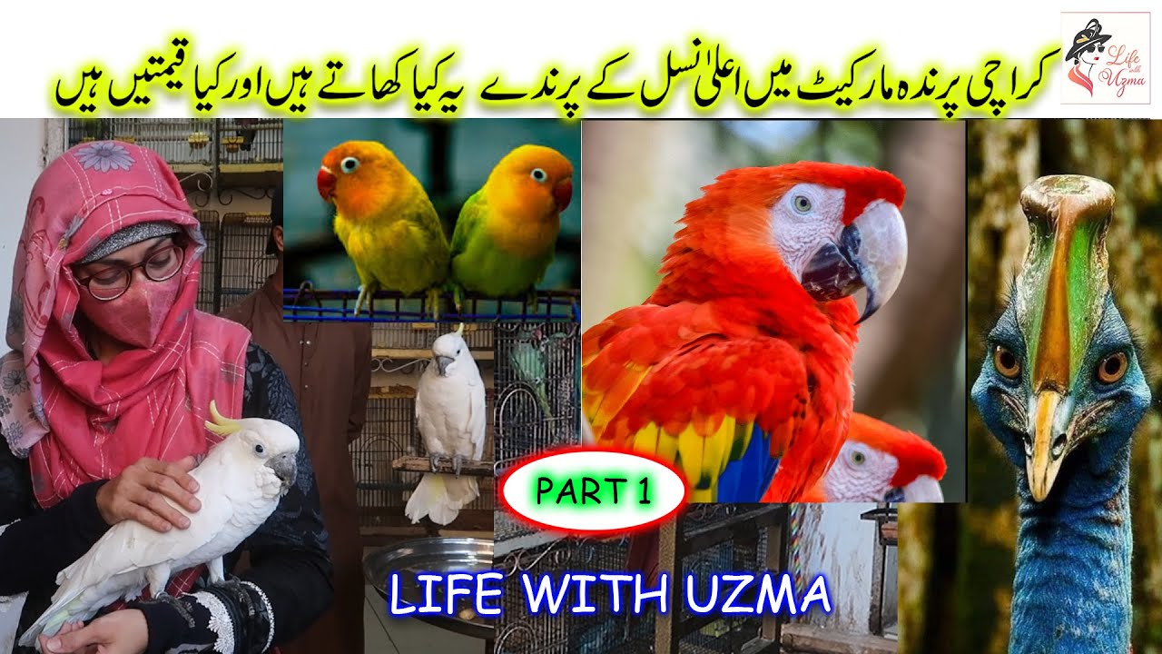 Karachi Parinda Market Part ( 1 ) | Life With Uzma | Karachi Birds ...