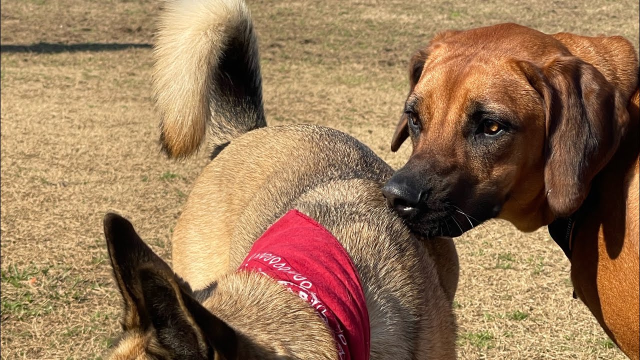 Rhodesian Ridgeback Peaches and friends frolick on a beautiful spring ...