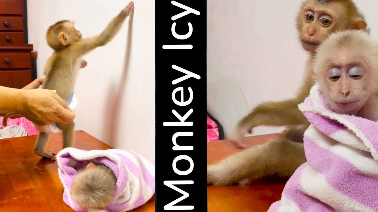 Bryan and Icy Monkeys is wearing diaper and clothes times! - YouTube
