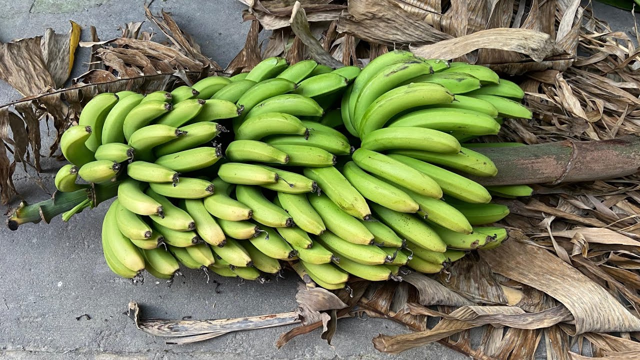 🍌Cortando un RACIMO DE GUINEO de SEDA en casa 😏😲 #elsalvador # ...