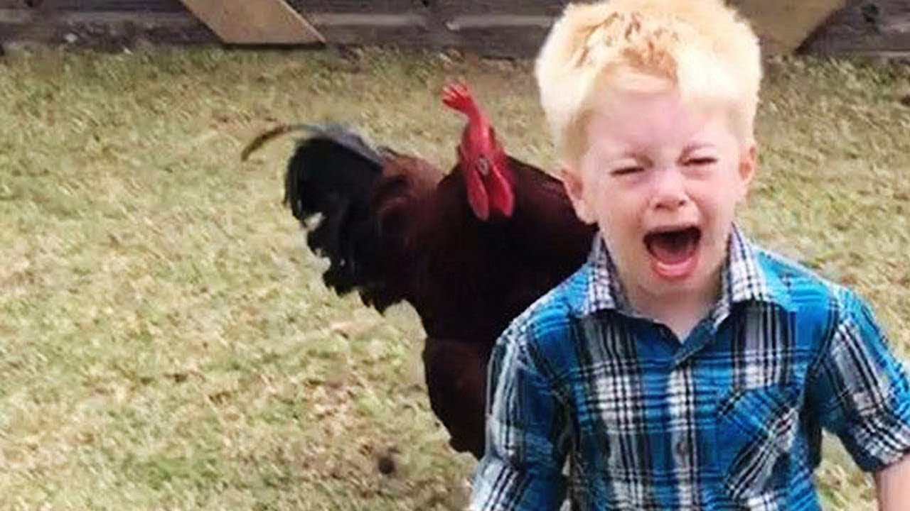 25 SCARY Roosters That Show Who is The Boss - YouTube