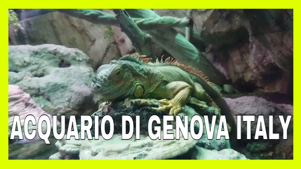 Am vizitat Acvariul din Genova - Italia (SUPERB) Acquario di Genova ...