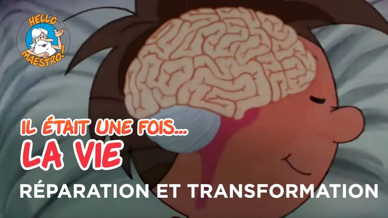 Il était une fois… la Vie 🌱- Réparation et transformation 🧮 - YouTube