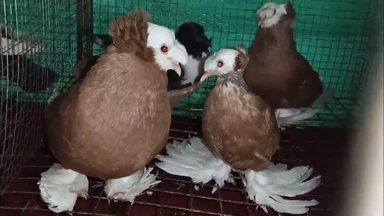Himmat Bhai ke 500 Fancy Kabootar | Fancy Pigeons Farm, Bhavnagar Gujarat | Series 2.0 - YouTube