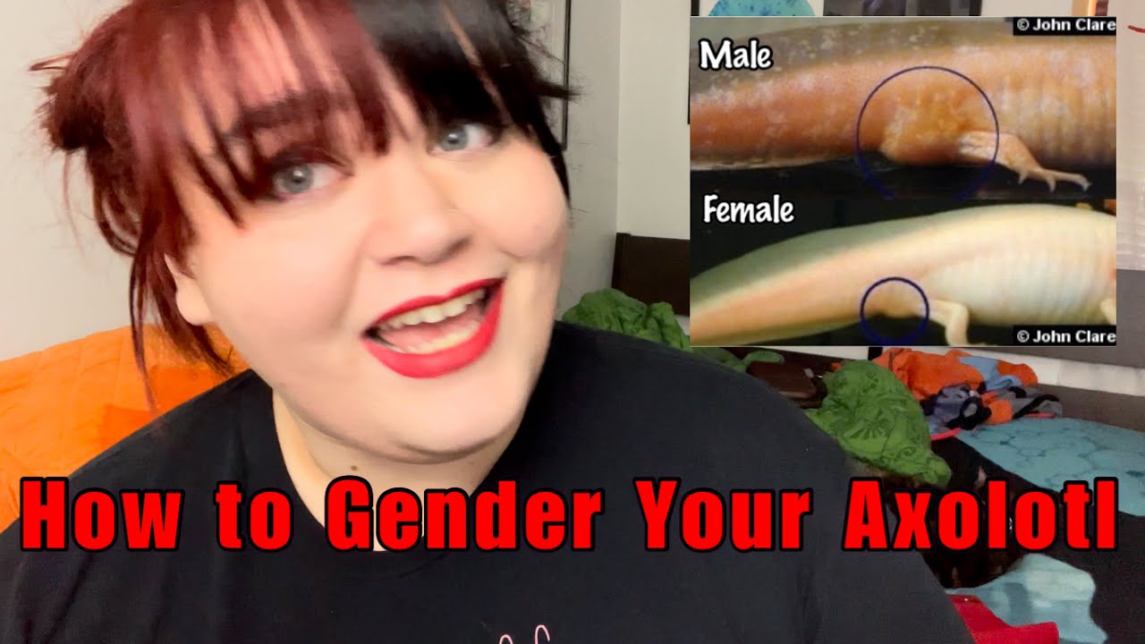 How to Gender Your Axolotl - YouTube