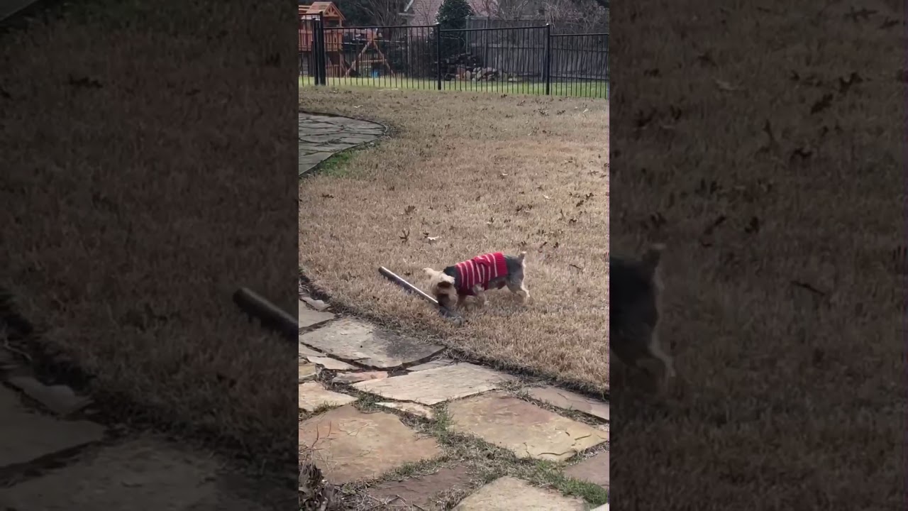 charlie the pole dancing dog - YouTube