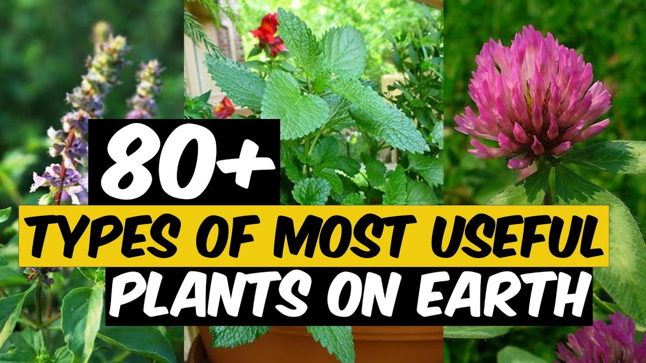 81 Types of Most Useful Plants on Earth - The Planet of Greens - YouTube