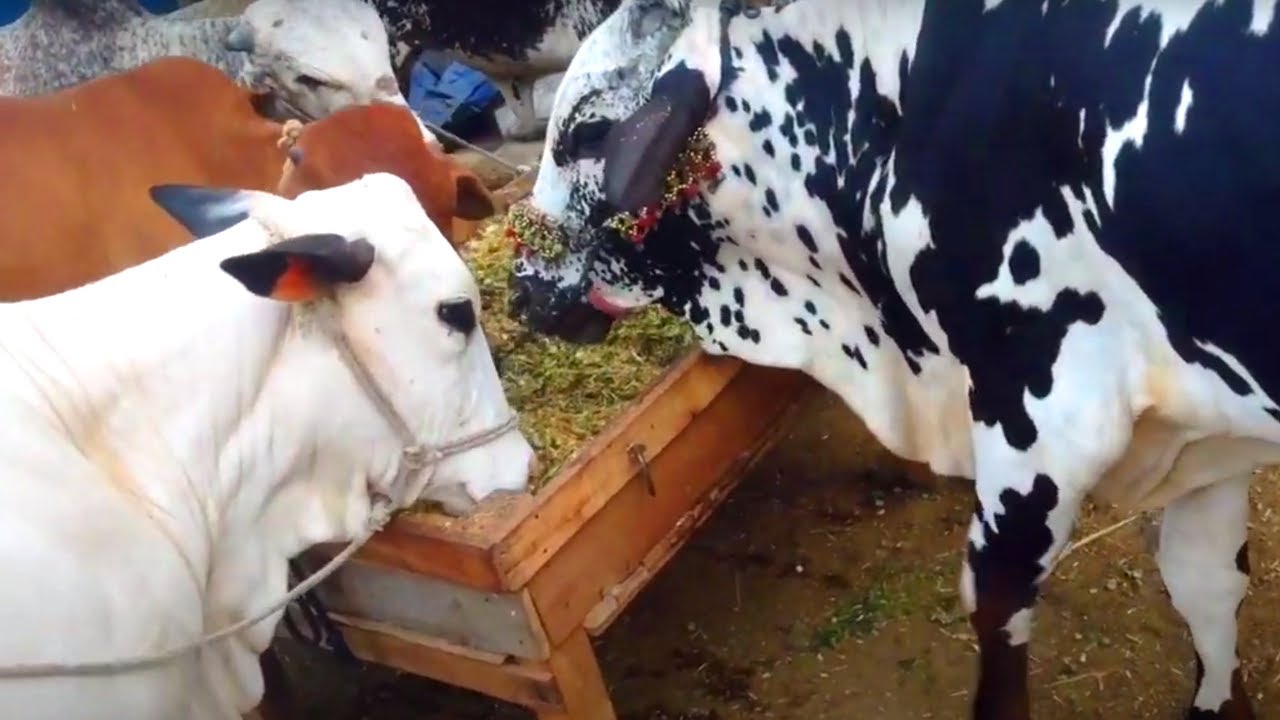 North Nazimabad Cow Mandi Karachi | Cow Mandi Rates | Gaye mandi 2023 ...