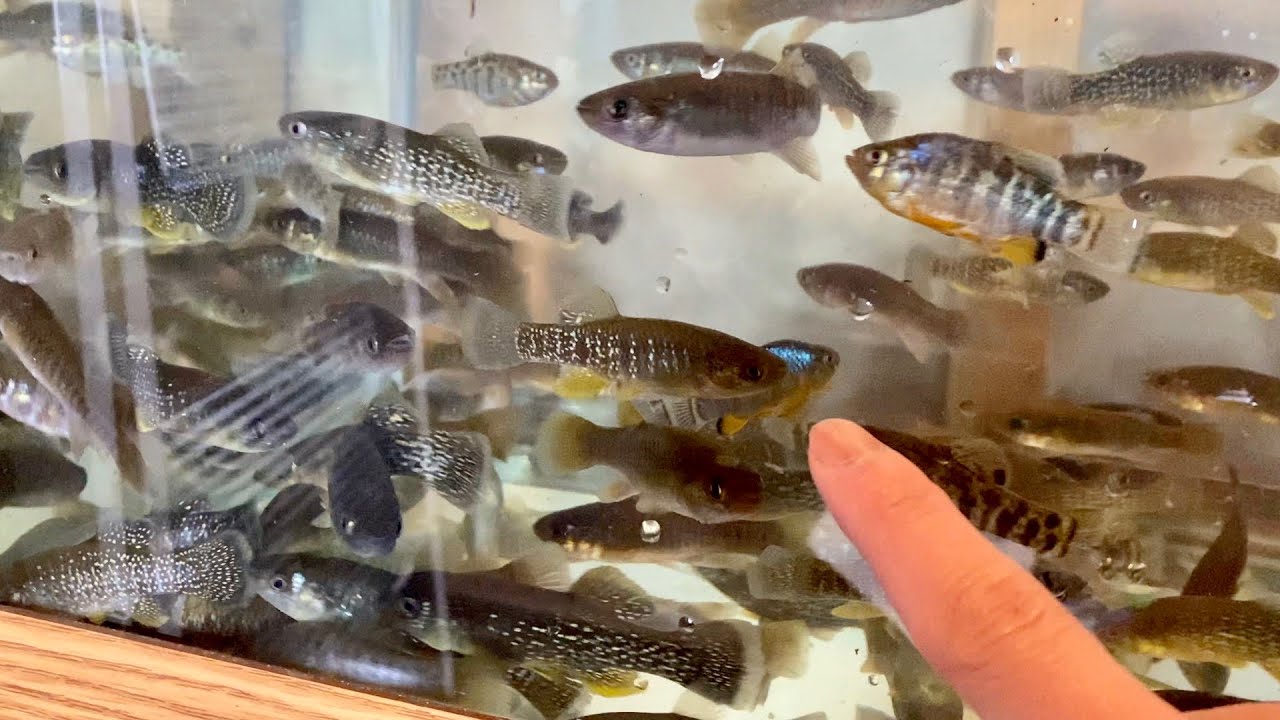 MAKING MY FIRST FISH TANK EVER!!! (MYSTERY Creature Found in Basement ...