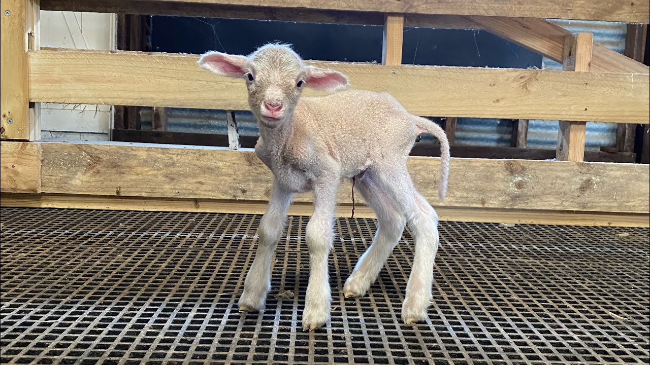 Orphan sheep | #sheep #sheepfarming #farming #sheepfarm #farmlife - YouTube