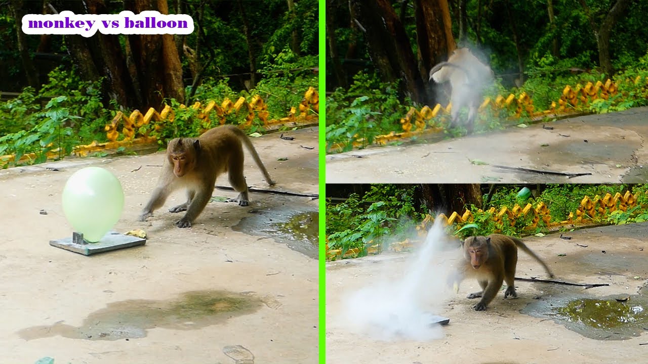 Peanut Balloon trap boom Prank monkey So funny. - YouTube