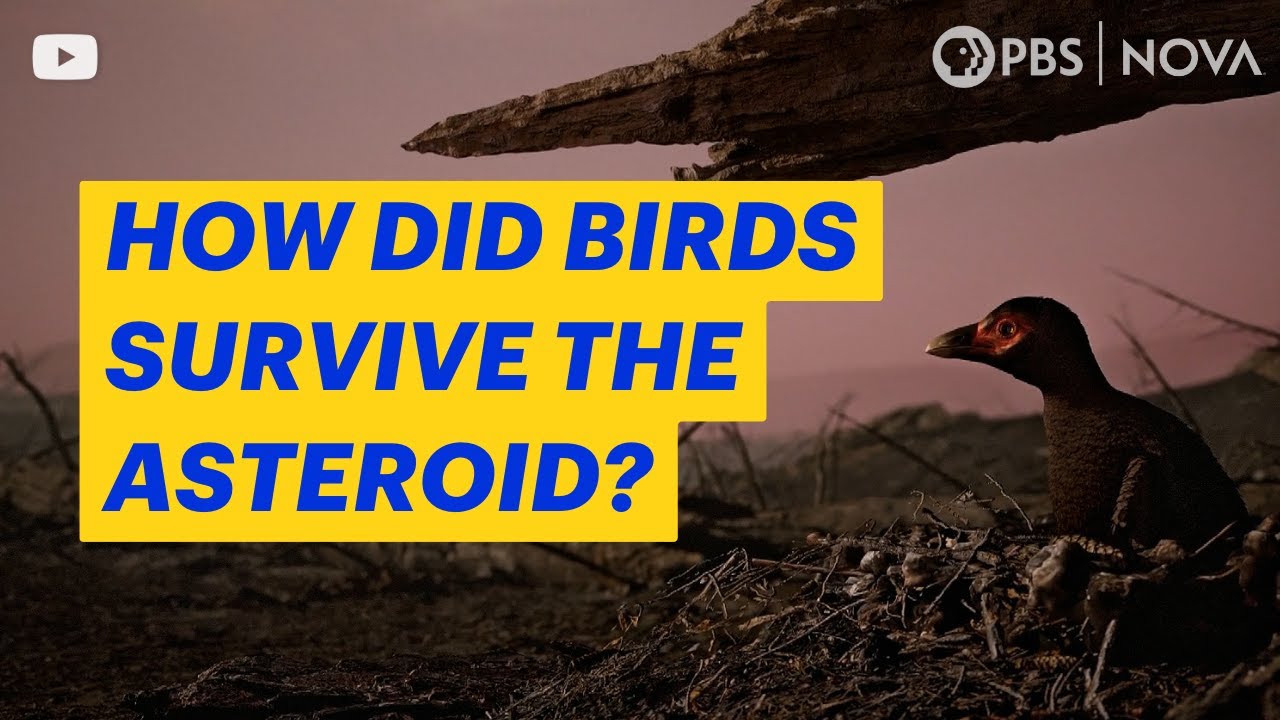How Birds Survived the Dinosaur Apocalypse | NOVA | PBS - YouTube