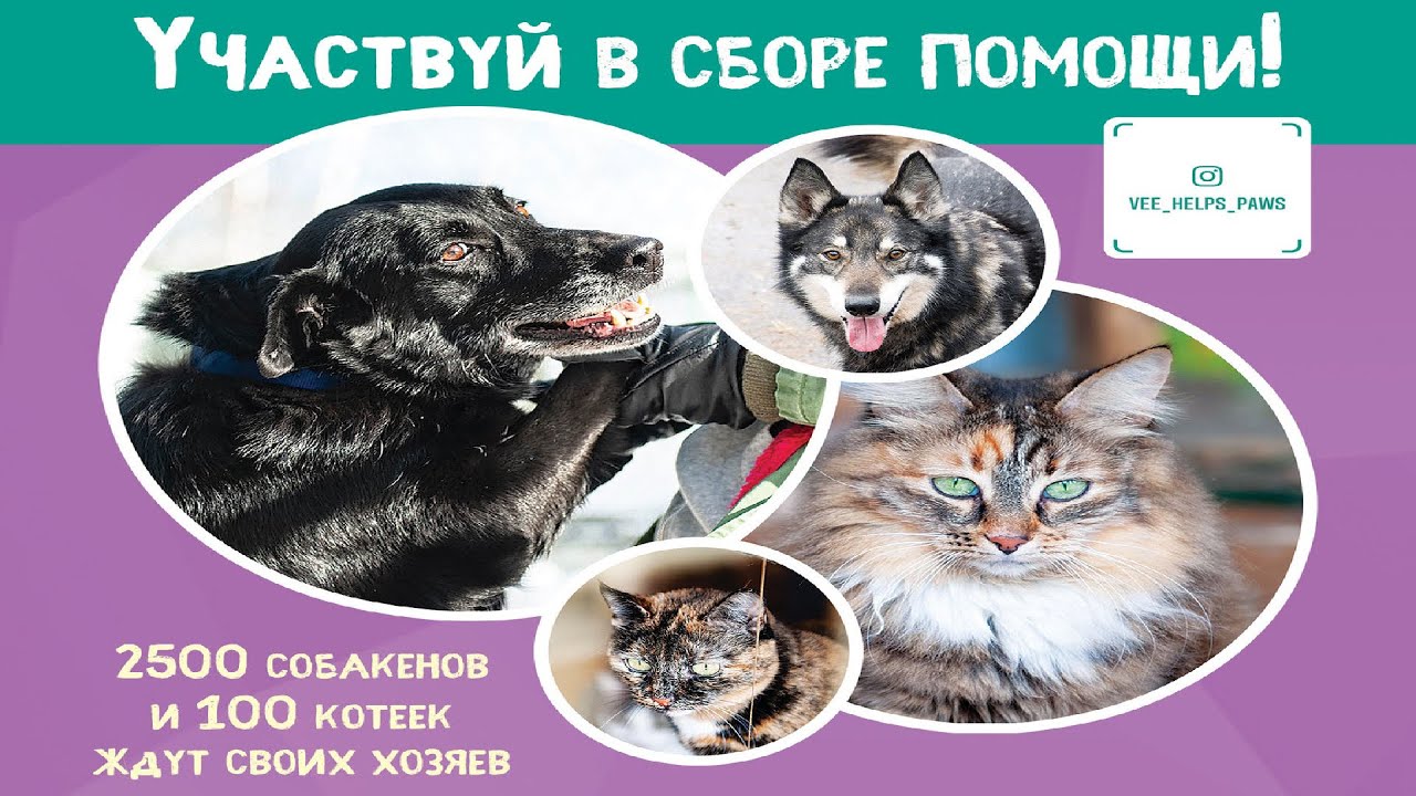 Vee helps paws promo - YouTube