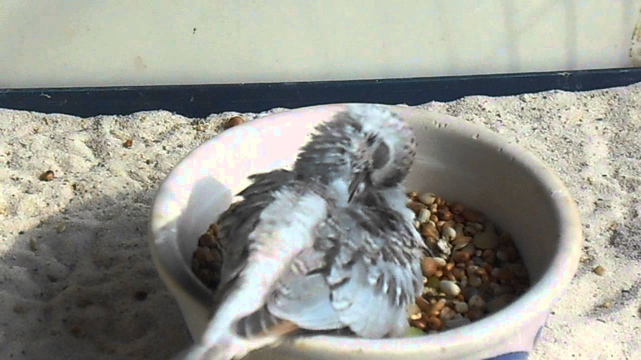 jeune colombe diamant - YouTube