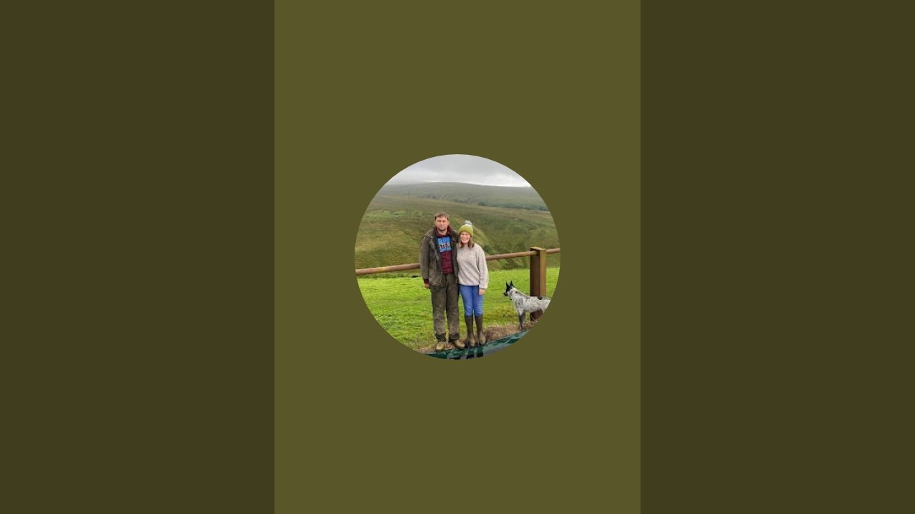 Pig building a nest and giving birth (farrowing) - YouTube