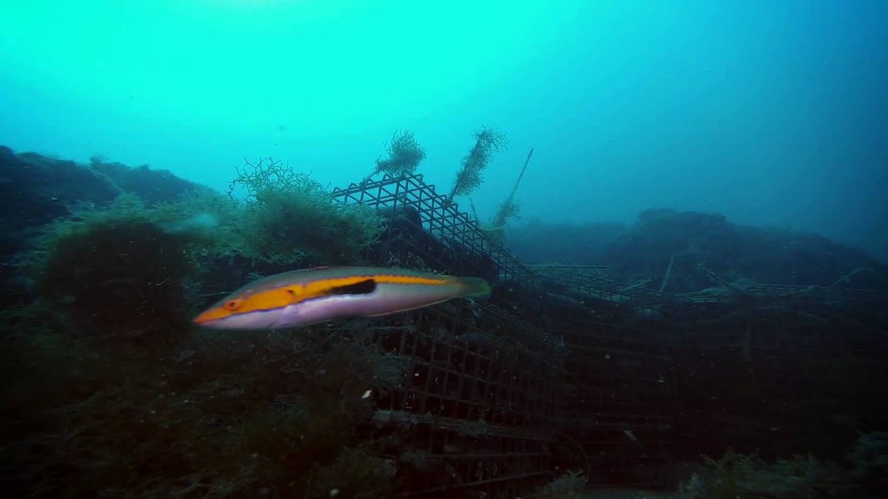 Un secret guardat al fons del mar - YouTube