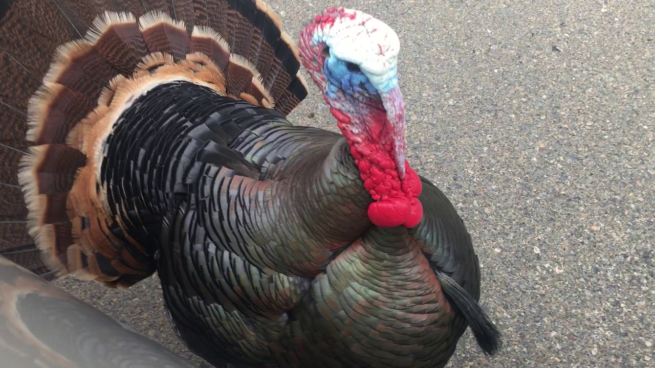 Tom the Turkey Says Happy April Fools Day - YouTube