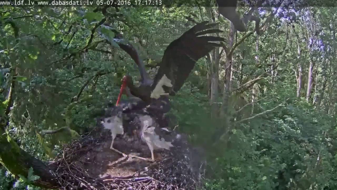 17h16m melnais starkis male comes home feeding - YouTube