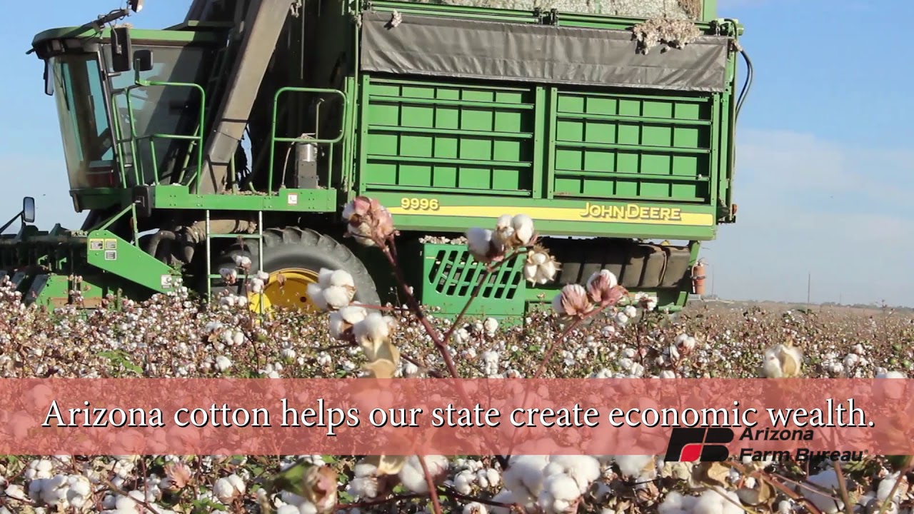 Arizona's in High Cotton - YouTube