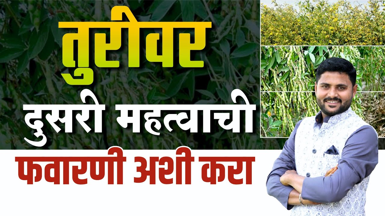अशी करा तुरीवर दुसरी फवारणी // turivr dusri favarni ...