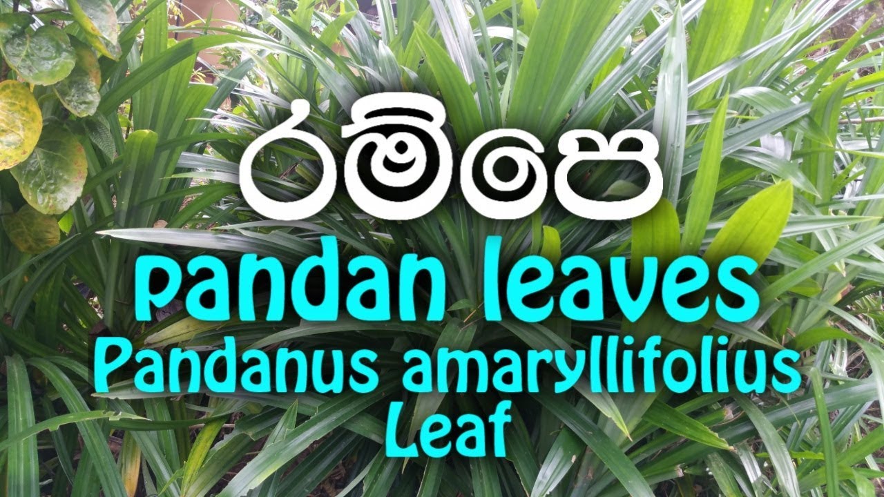 Rampe - pandan leaves - Leaf - Pandanus amaryllifolius - YouTube
