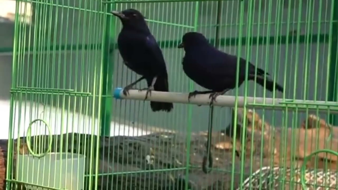 Penghuni baru aviary irfan hakim | DEHAKIMS AVIARY - YouTube