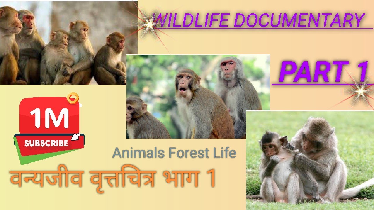 Wildlife Documentary Part 1|Monkeys Biography Part 1| Forest Life Of ...